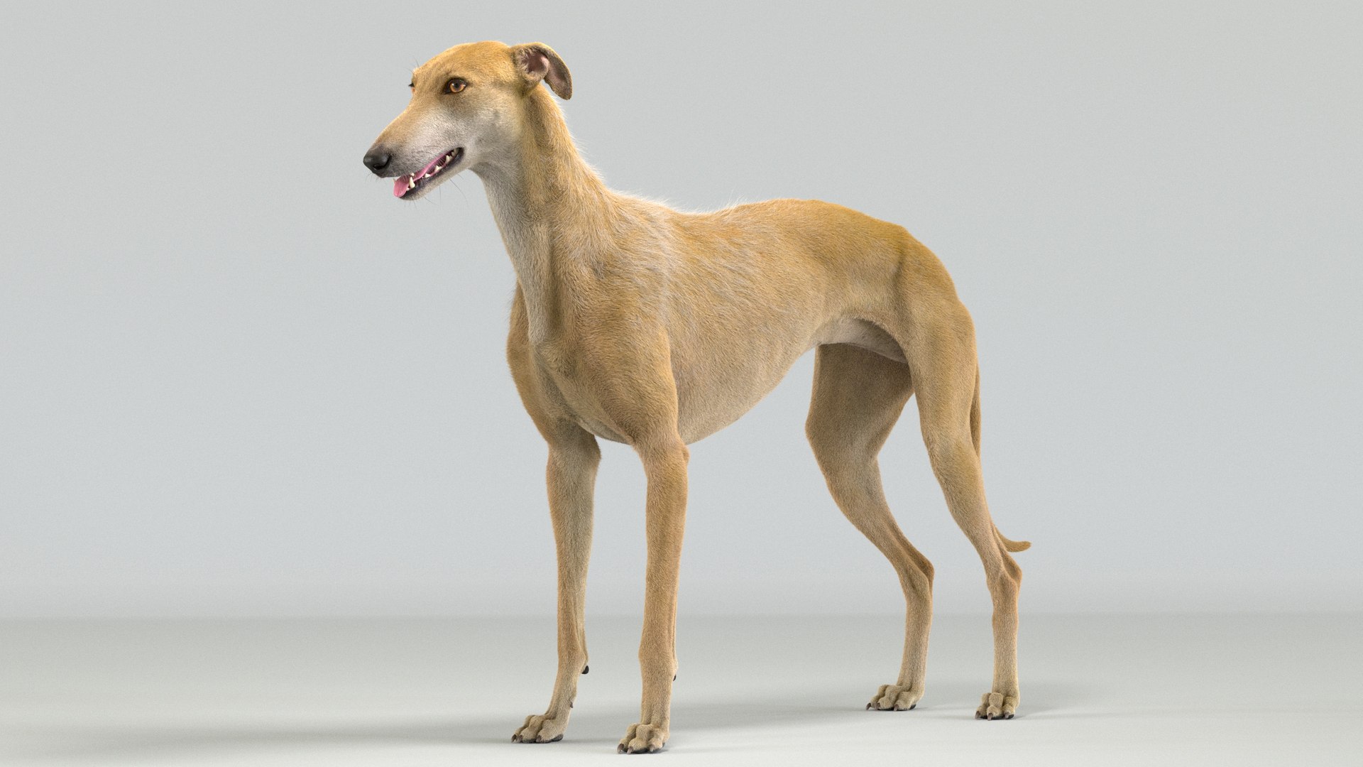 Realistic greyhound fur 3D model - TurboSquid 1545474