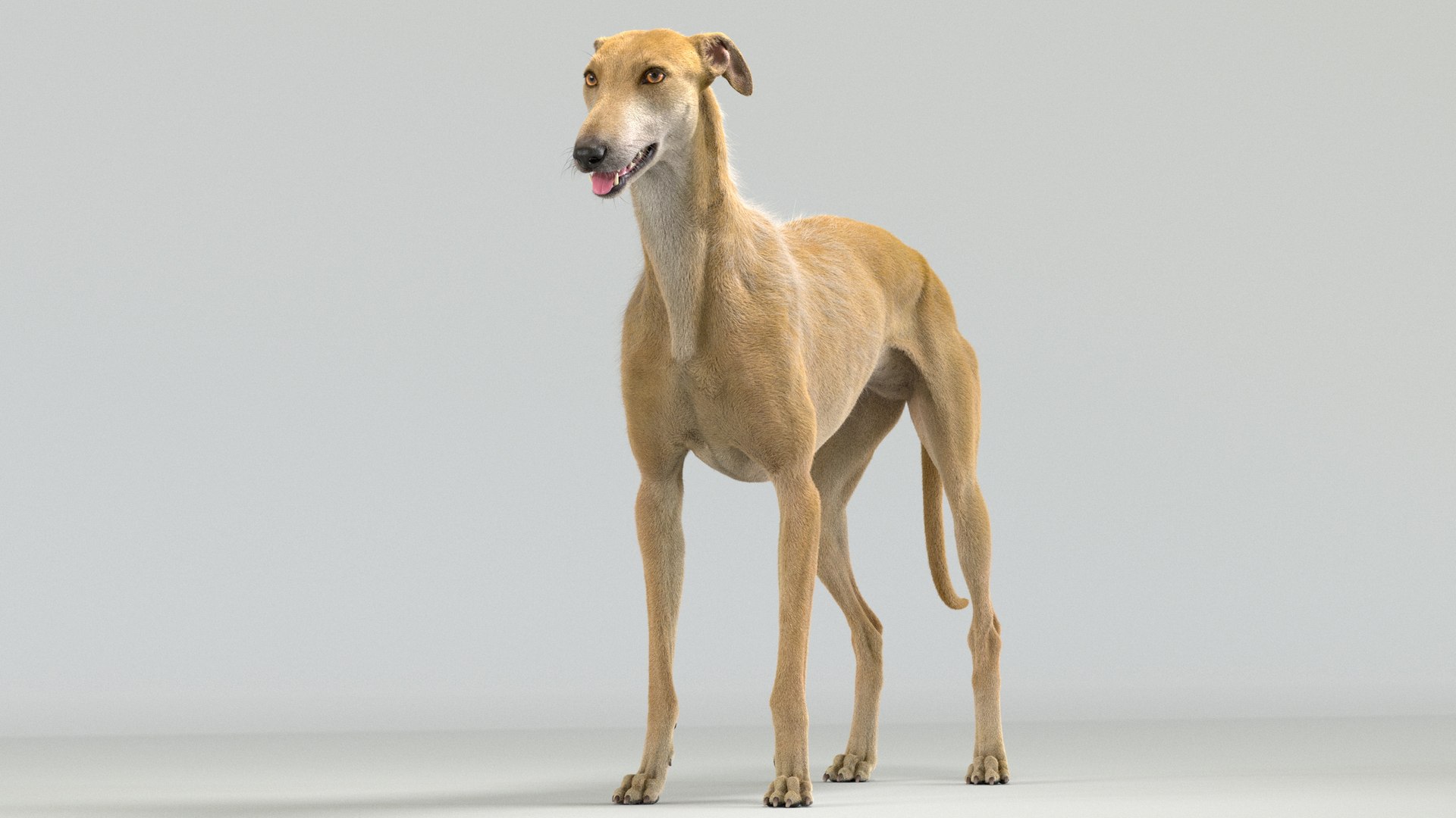 Realistic greyhound fur 3D model - TurboSquid 1545474