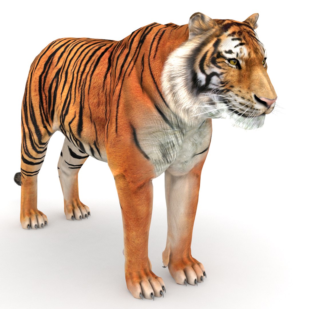 3D Model Tiger - TurboSquid 1401553
