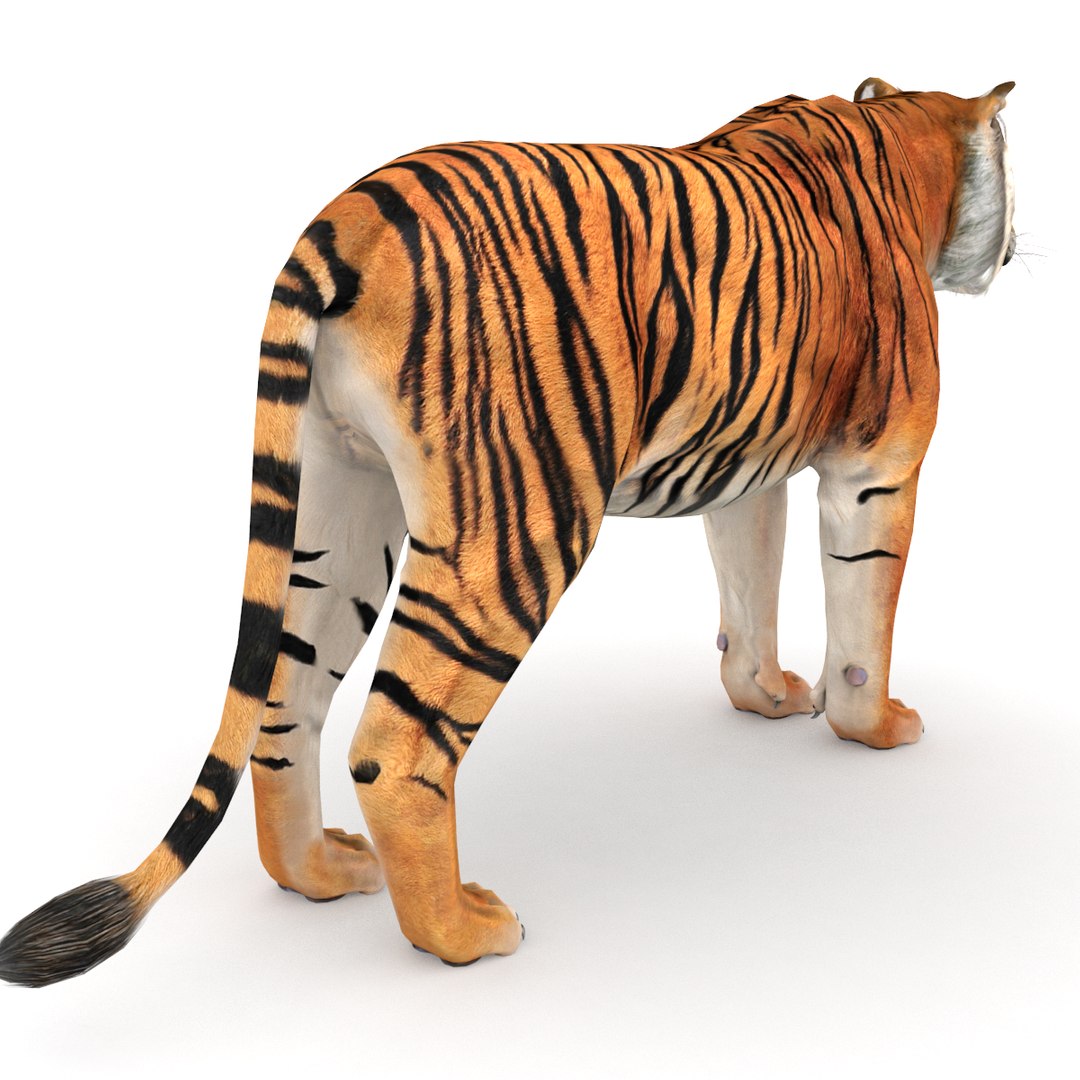 3D Model Tiger - TurboSquid 1401553