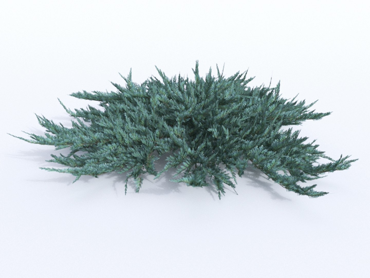 3D Creeping Juniper Blue Chip - TurboSquid 1430145