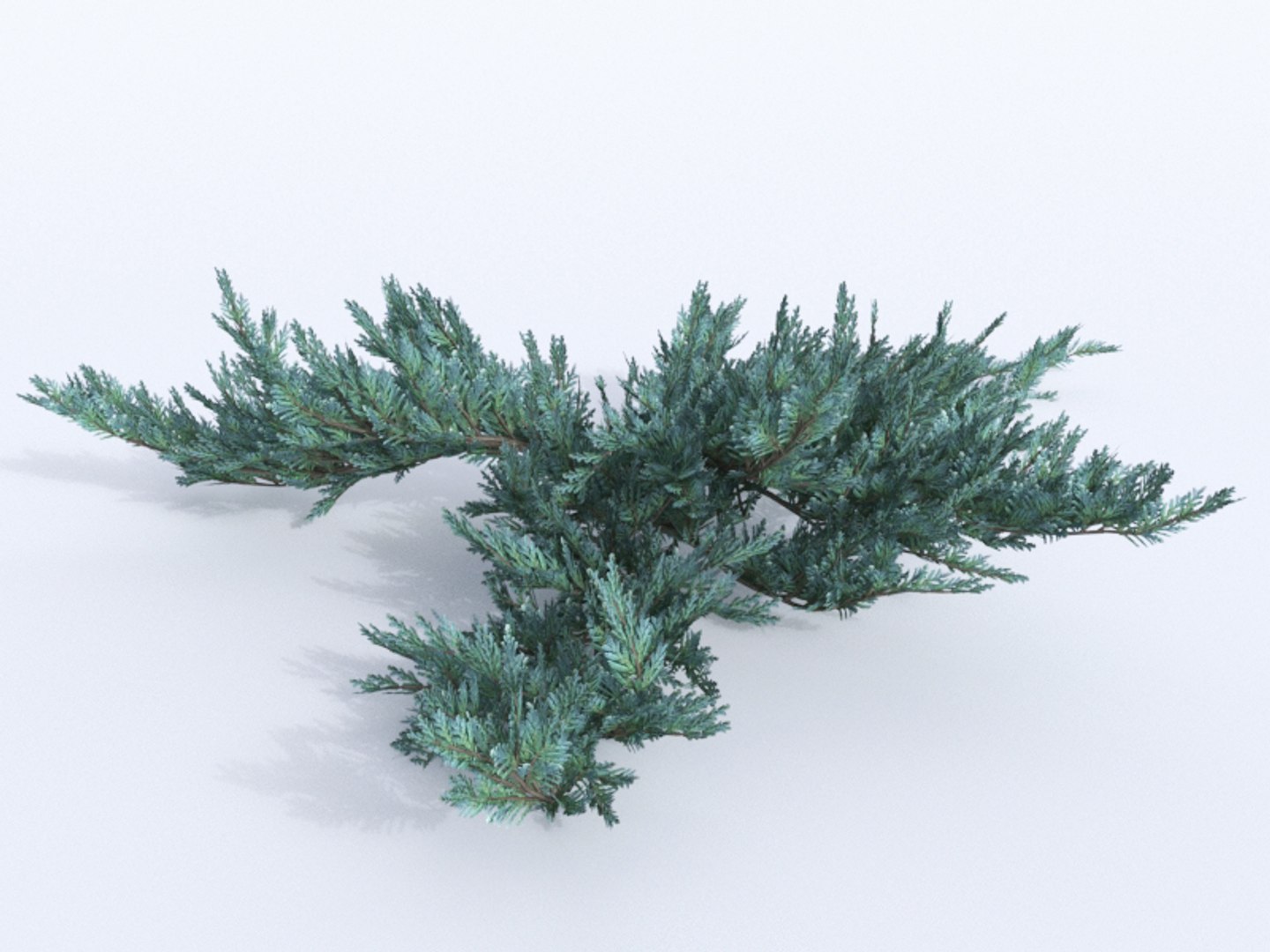 3D Creeping Juniper Blue Chip - TurboSquid 1430145