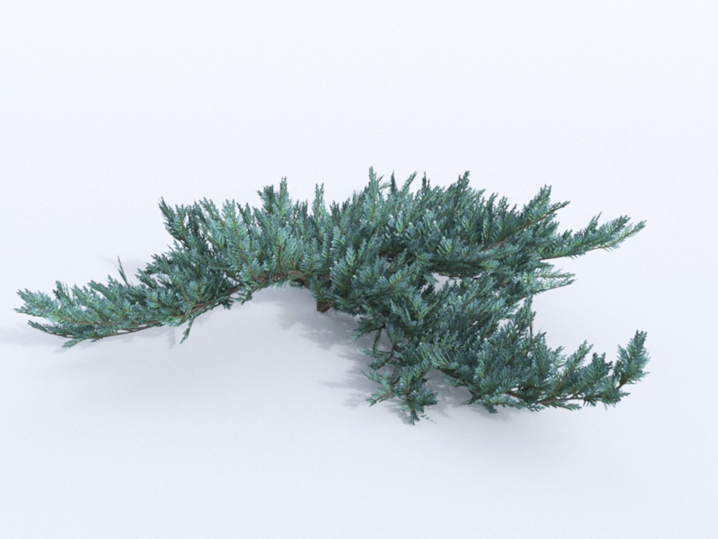 3D Creeping Juniper Blue Chip - TurboSquid 1430145