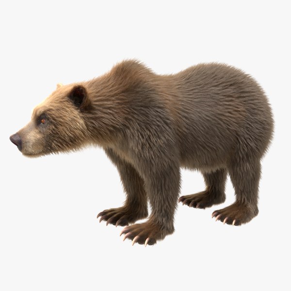 modelo 3d oso café - TurboSquid 2252352