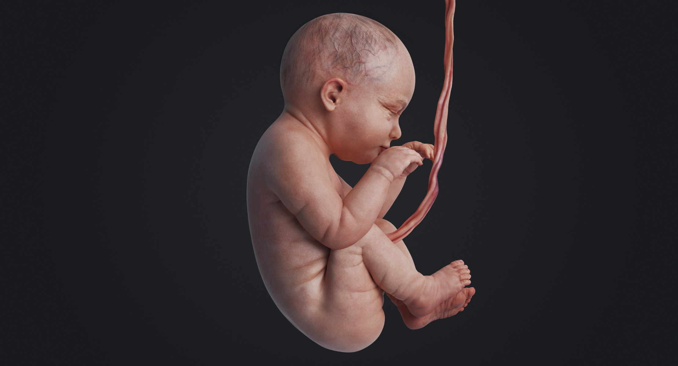 Fetus human 3D - TurboSquid 1501977