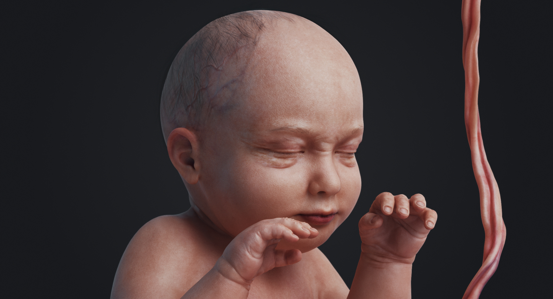 Fetus human 3D - TurboSquid 1501977