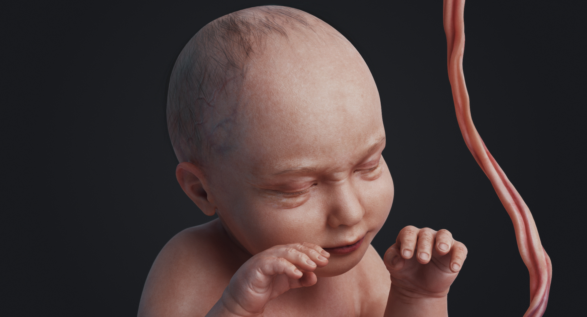 Fetus human 3D - TurboSquid 1501977