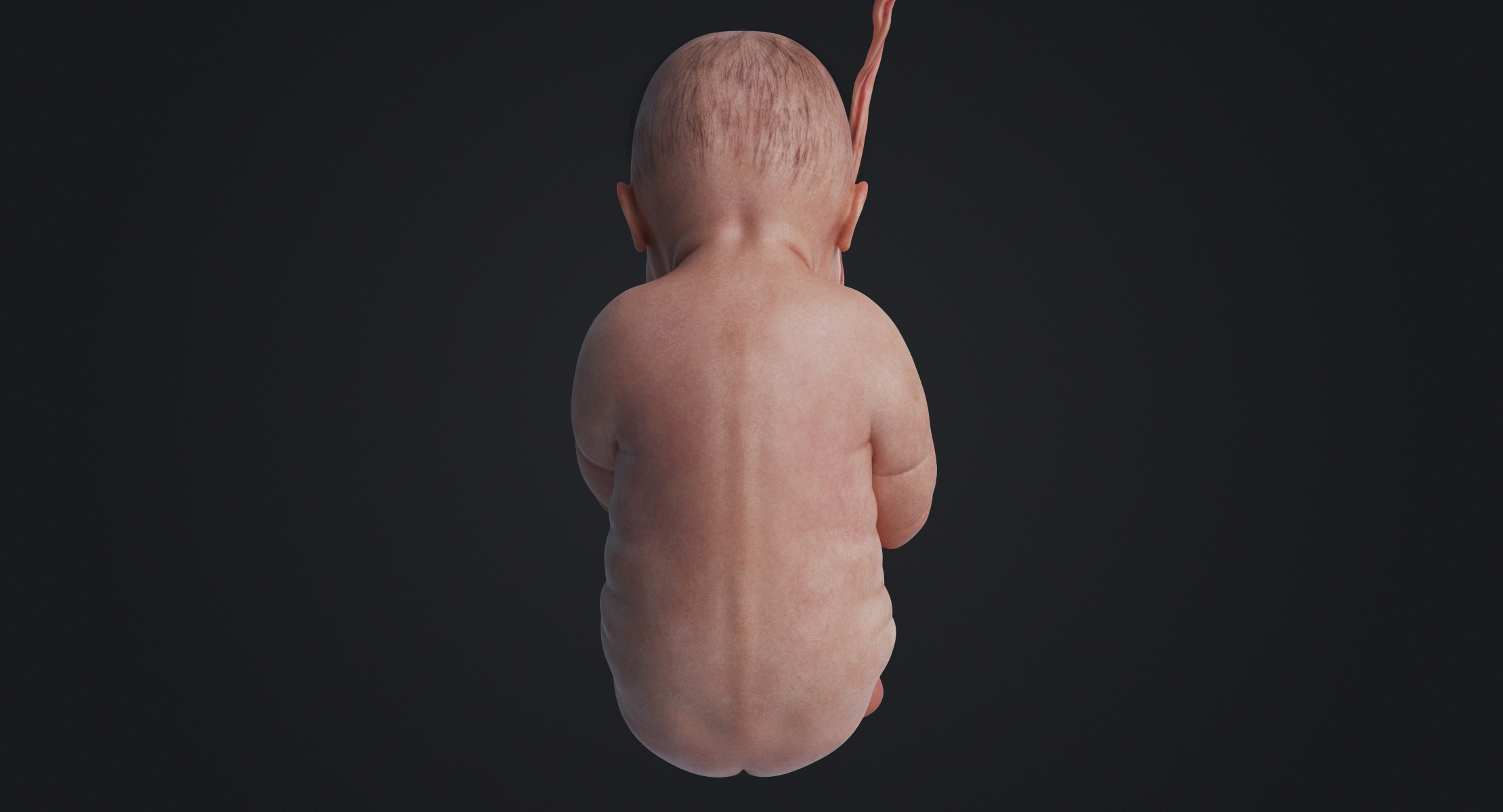 Fetus human 3D - TurboSquid 1501977