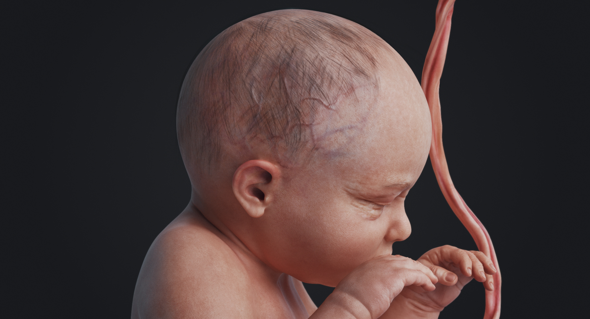 Fetus human 3D - TurboSquid 1501977
