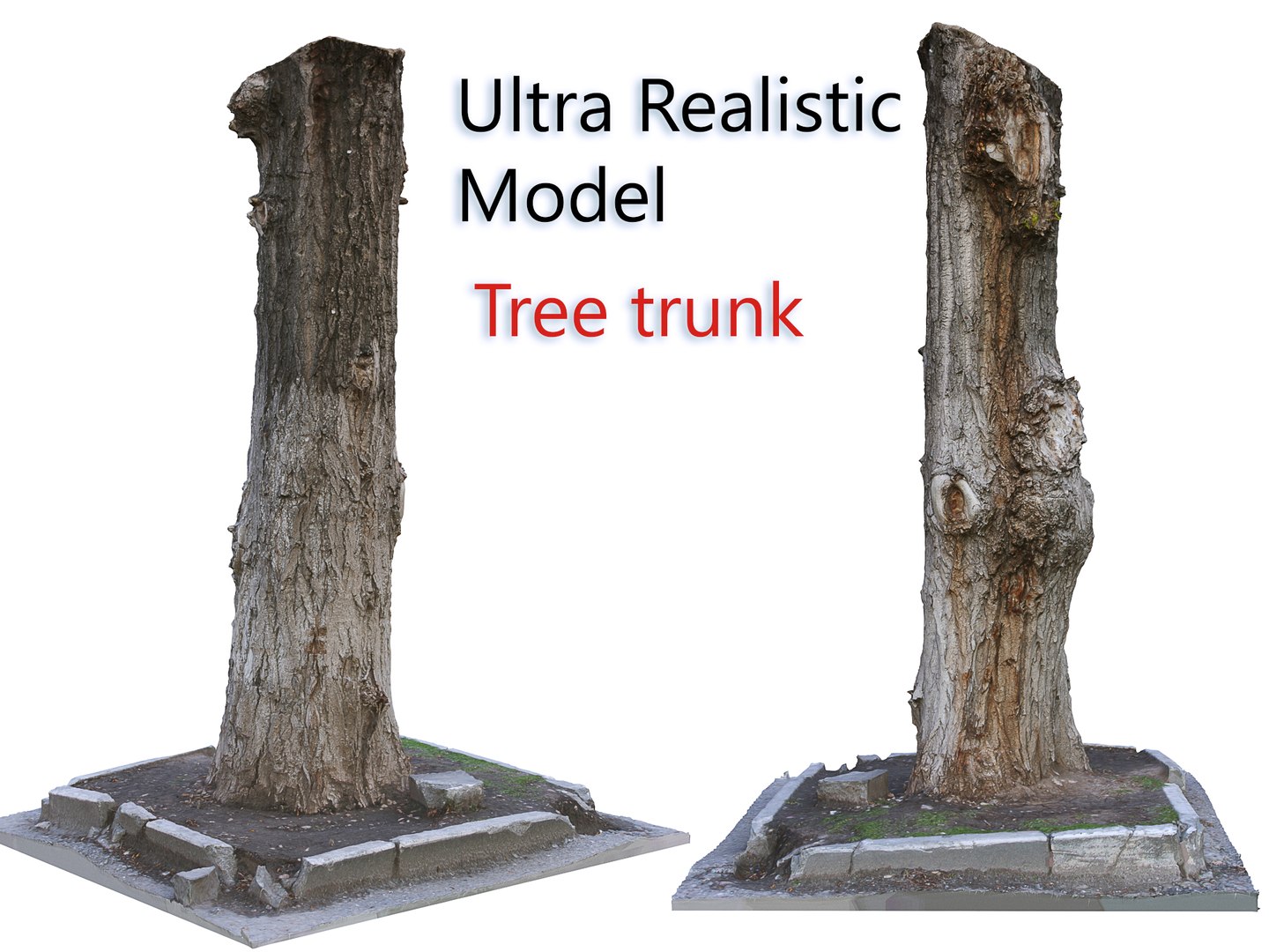 Tree trunk scan 3D - TurboSquid 1287702