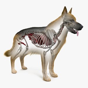 wolf organ system