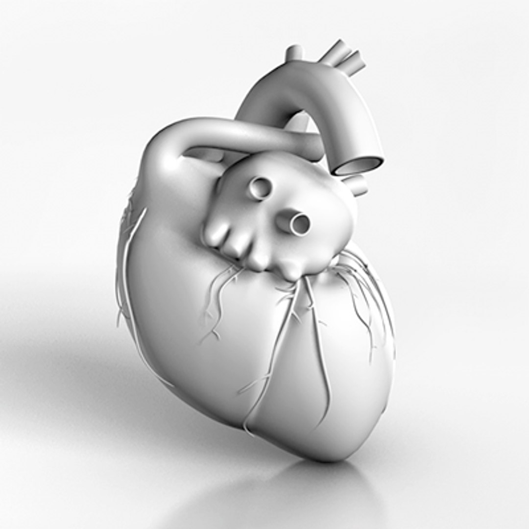 Human Heart 3d Model