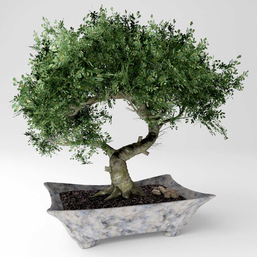 3D Bonsai Model - TurboSquid 1535618