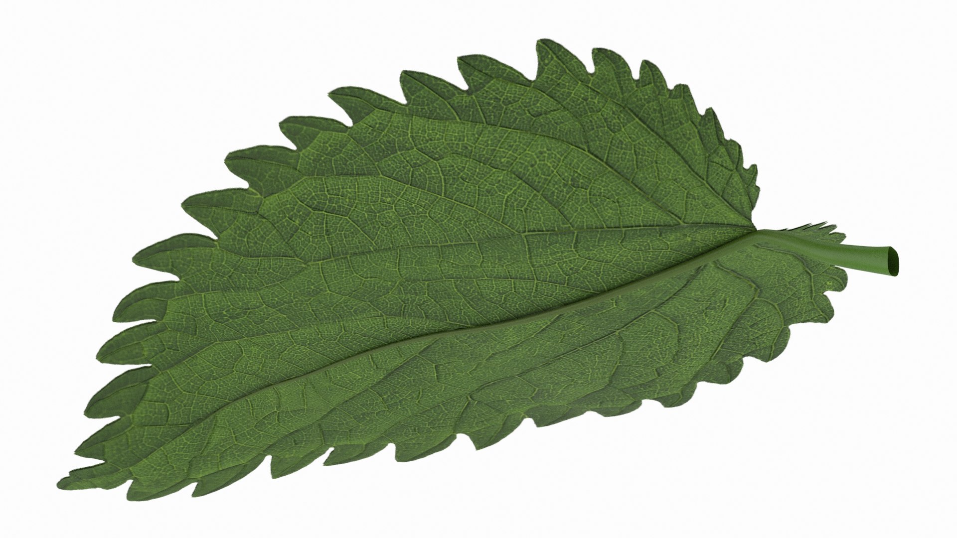 Plant Leaf 3D Model - TurboSquid 2308478