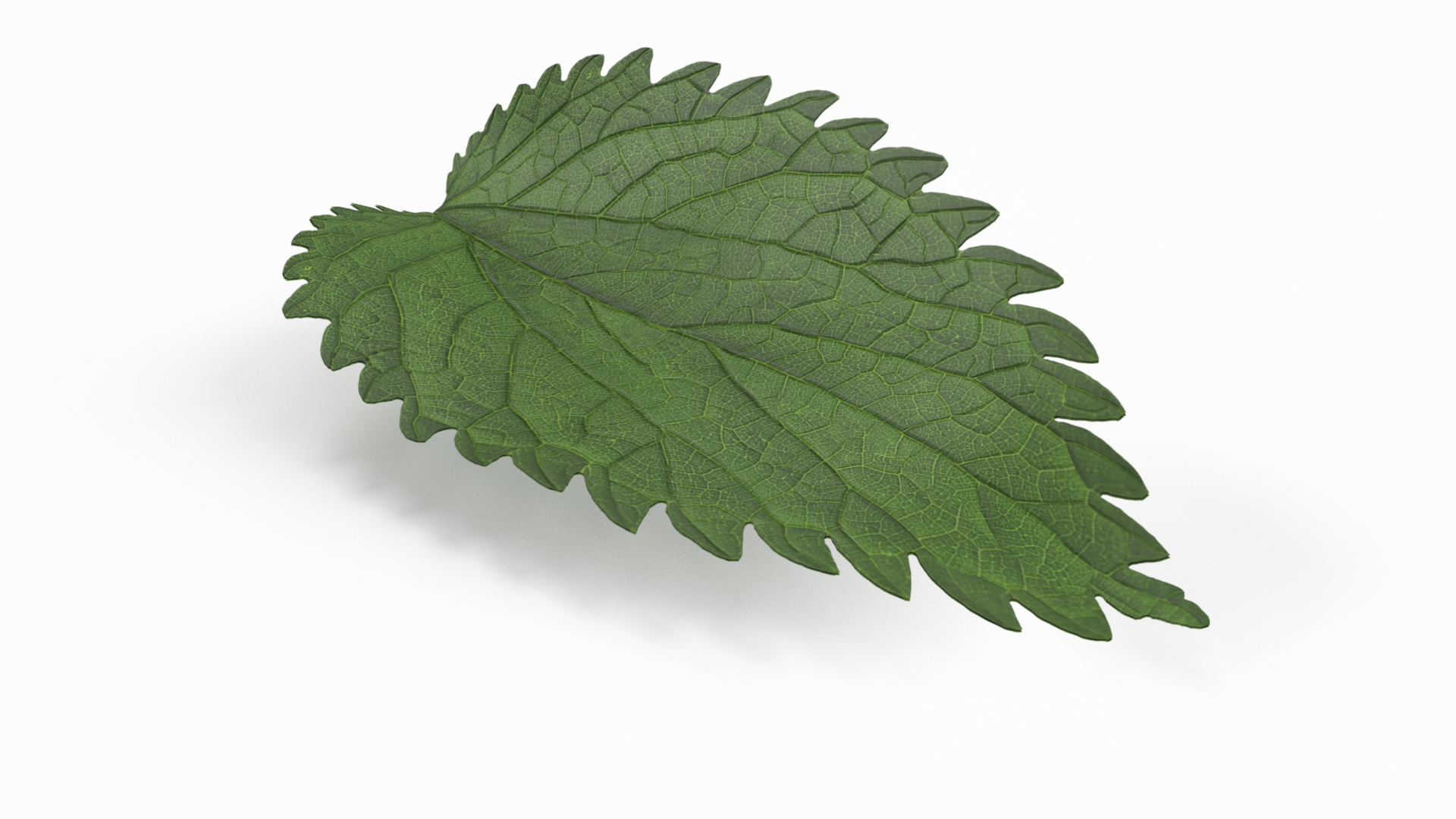 Plant Leaf 3D Model - TurboSquid 2308478