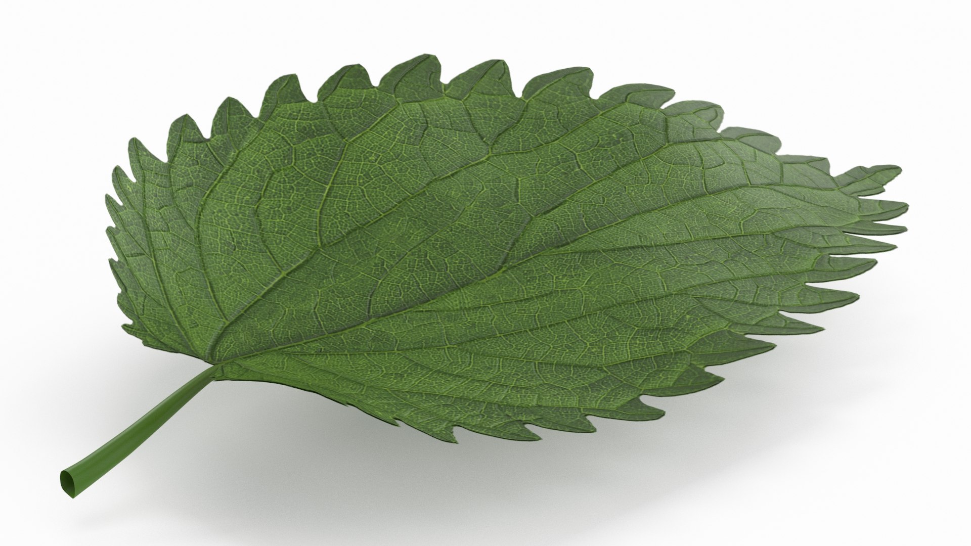 Plant Leaf 3D Model - TurboSquid 2308478