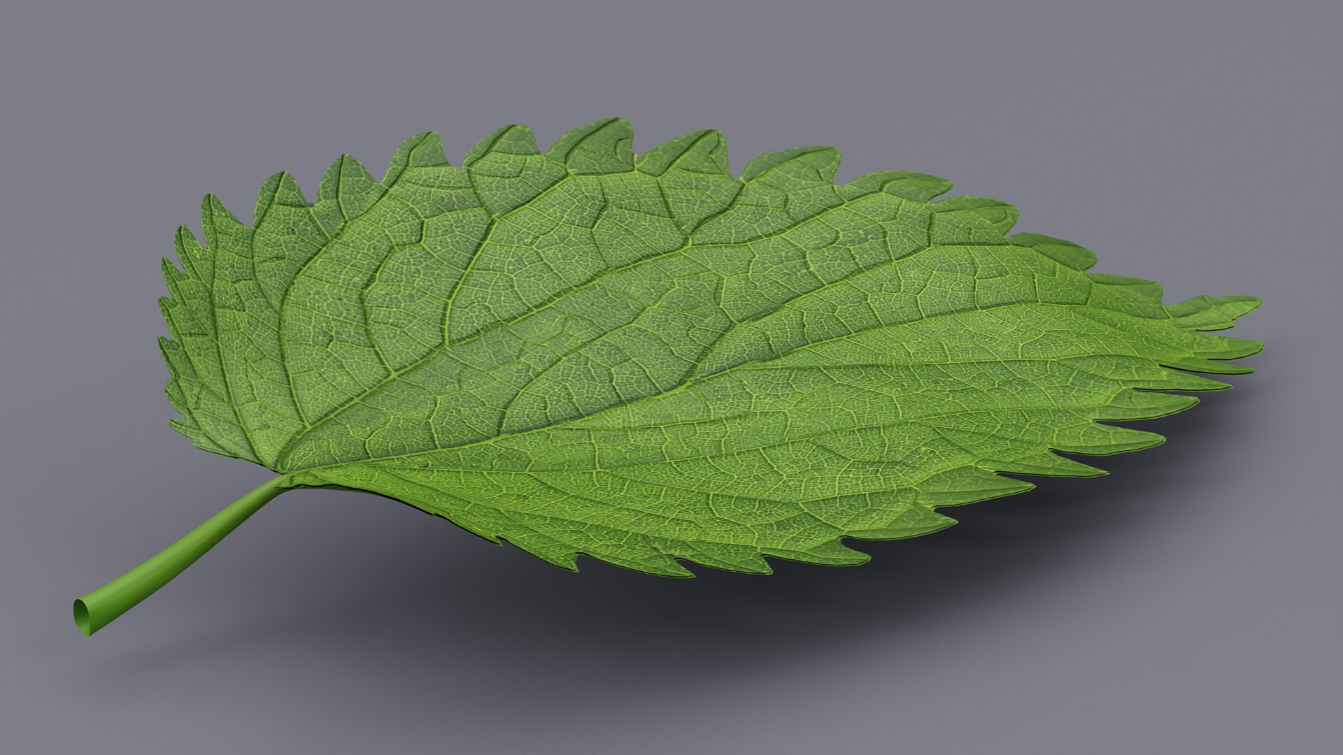 Plant Leaf 3D Model - TurboSquid 2308478