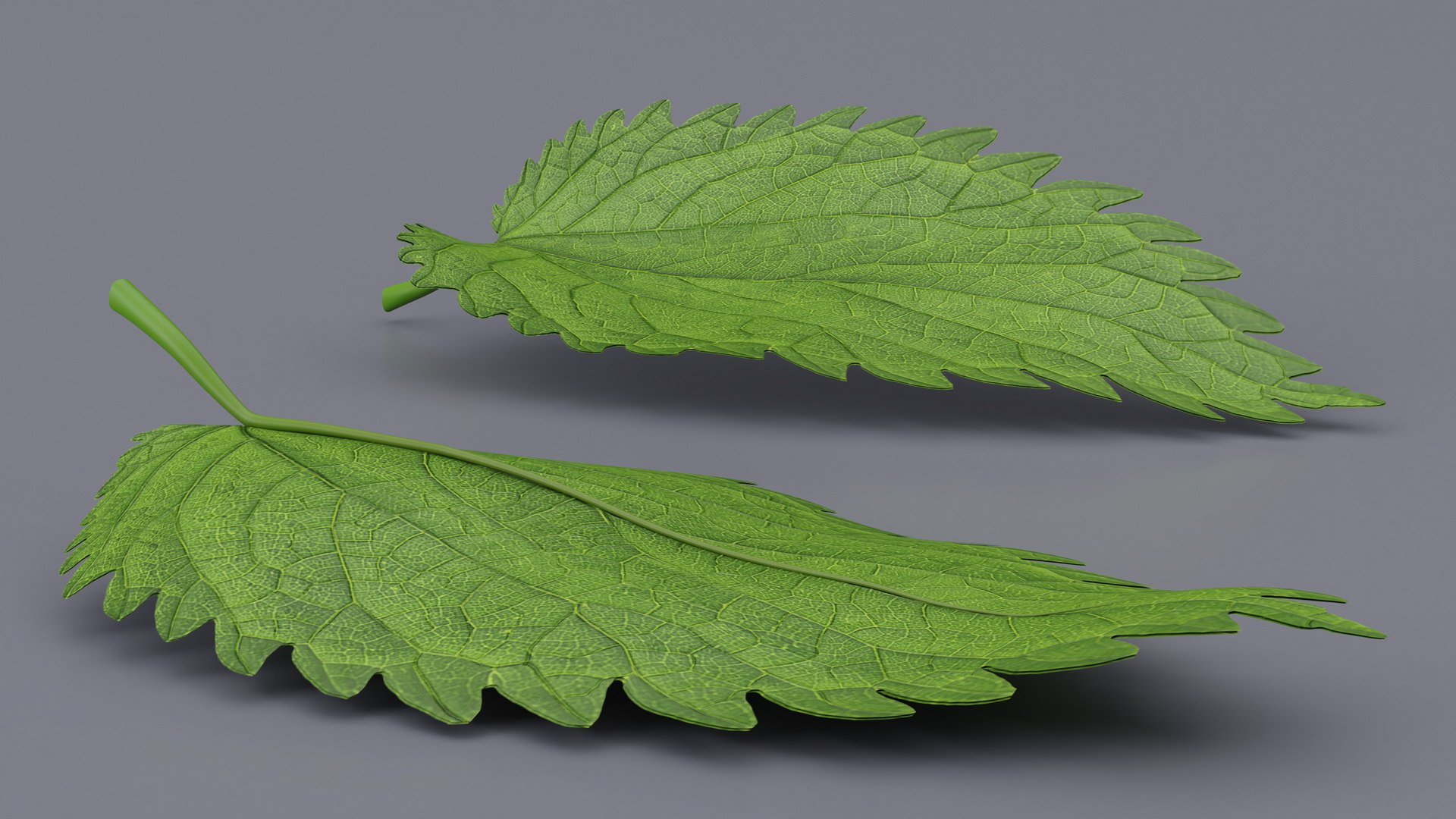 Plant Leaf 3D Model - TurboSquid 2308478