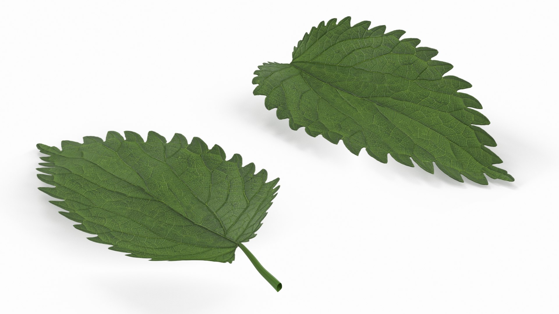 Plant Leaf 3D Model - TurboSquid 2308478