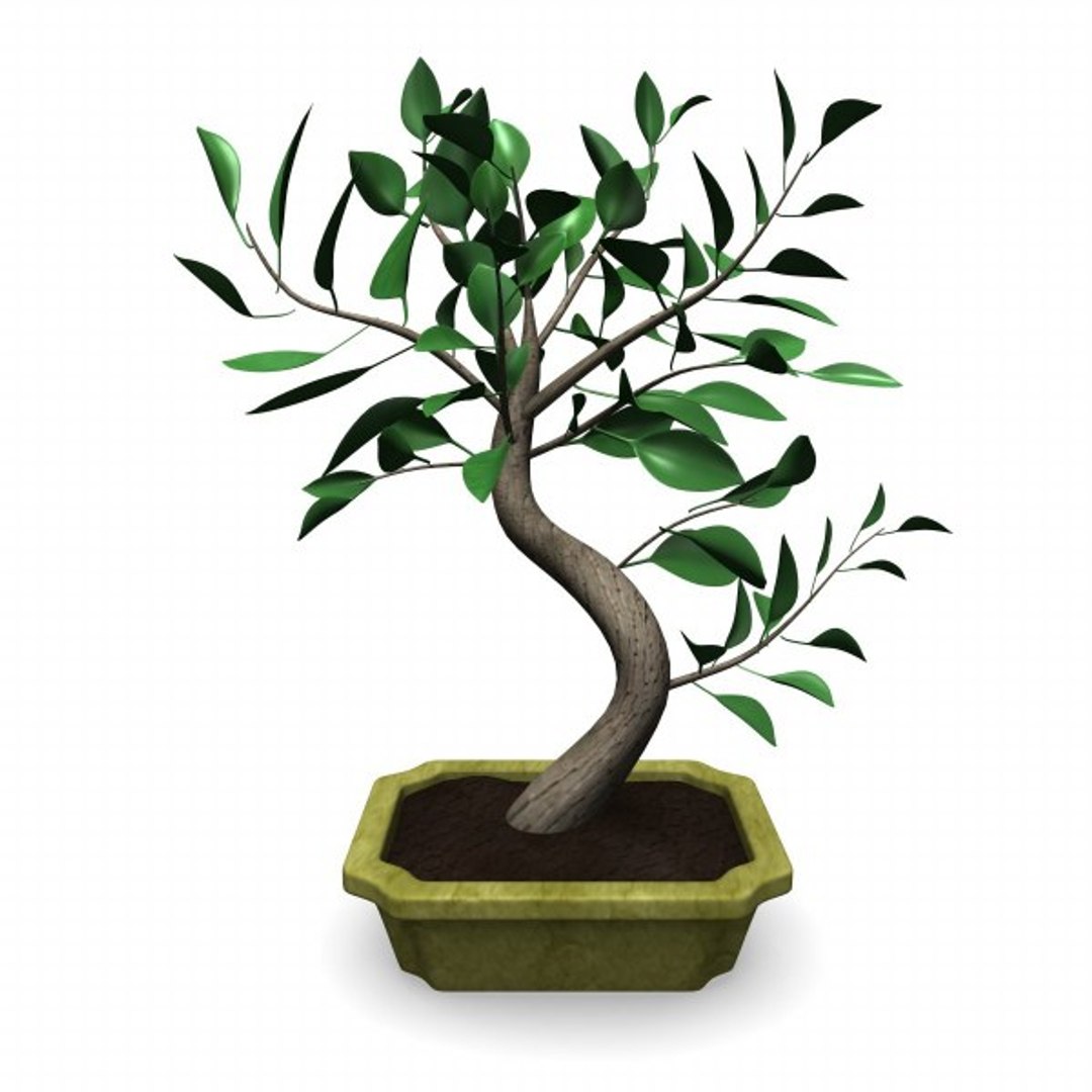 Bonsai Tree 3d 3ds