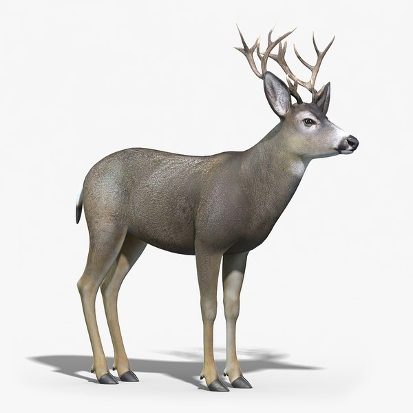 3d red deer stag fur model