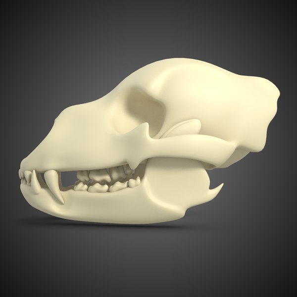 bear skeleton max