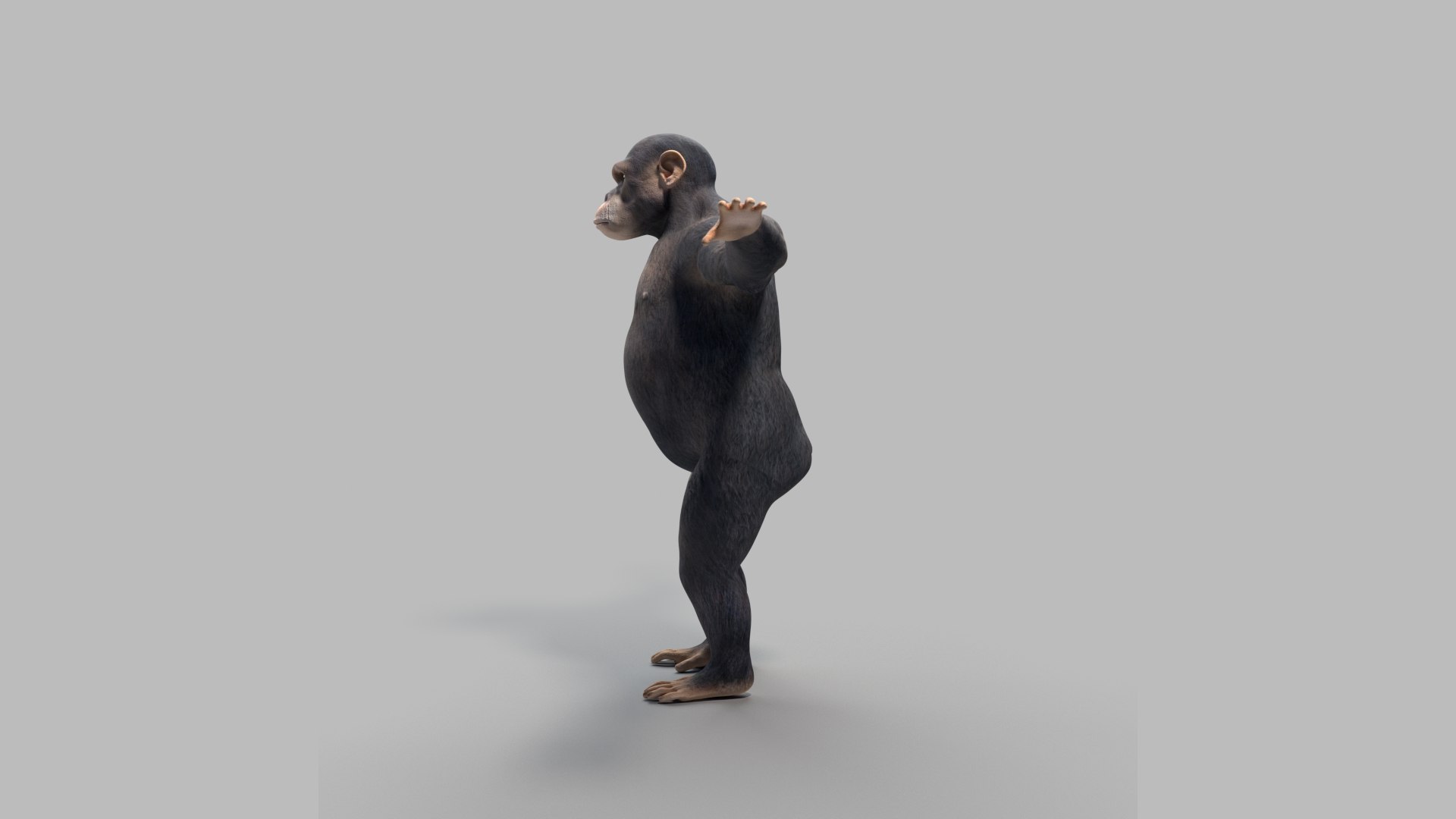 3D Model Chimpanzee Rigged - TurboSquid 1616231