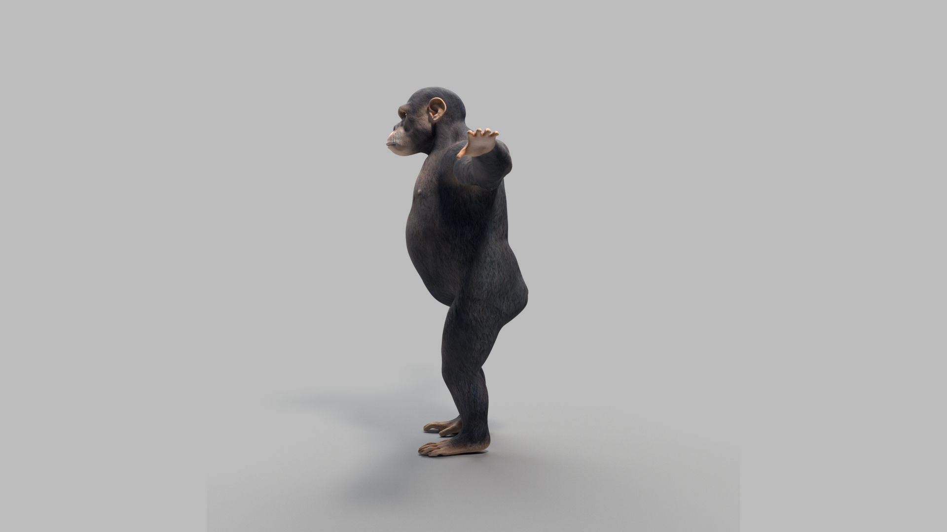 3D model chimpanzee rigged - TurboSquid 1616231