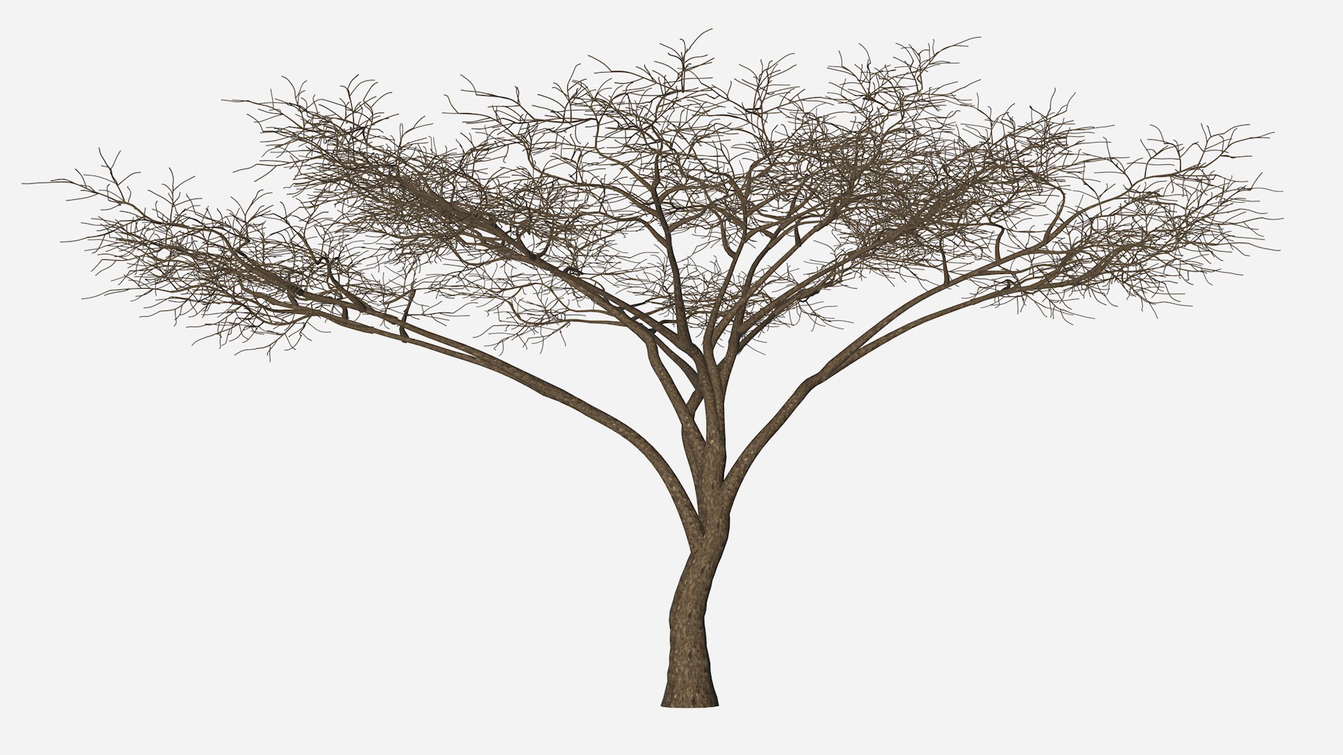 African Tree Africa 3D Model - TurboSquid 1674961