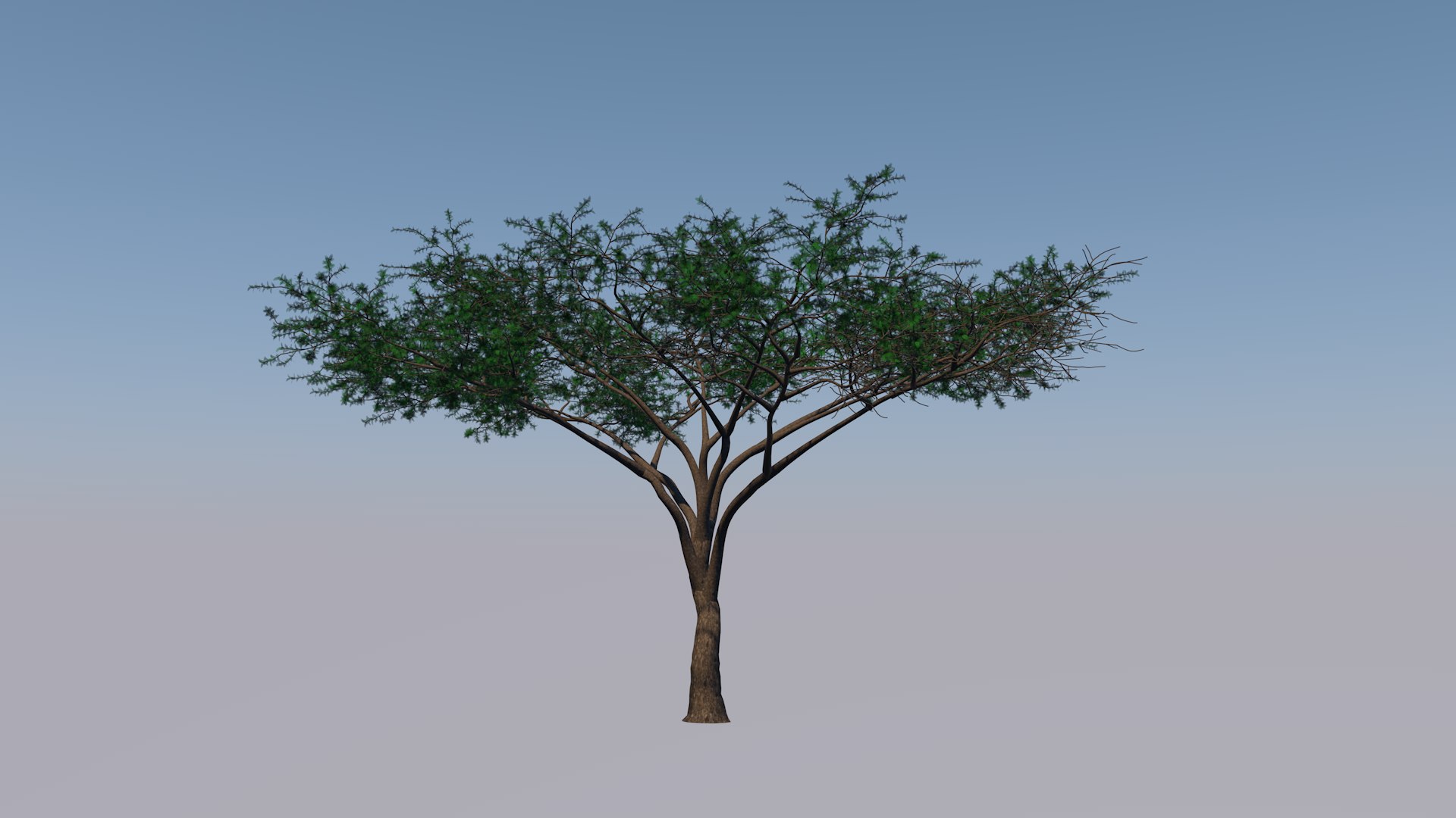 African Tree Africa 3D Model - TurboSquid 1674961
