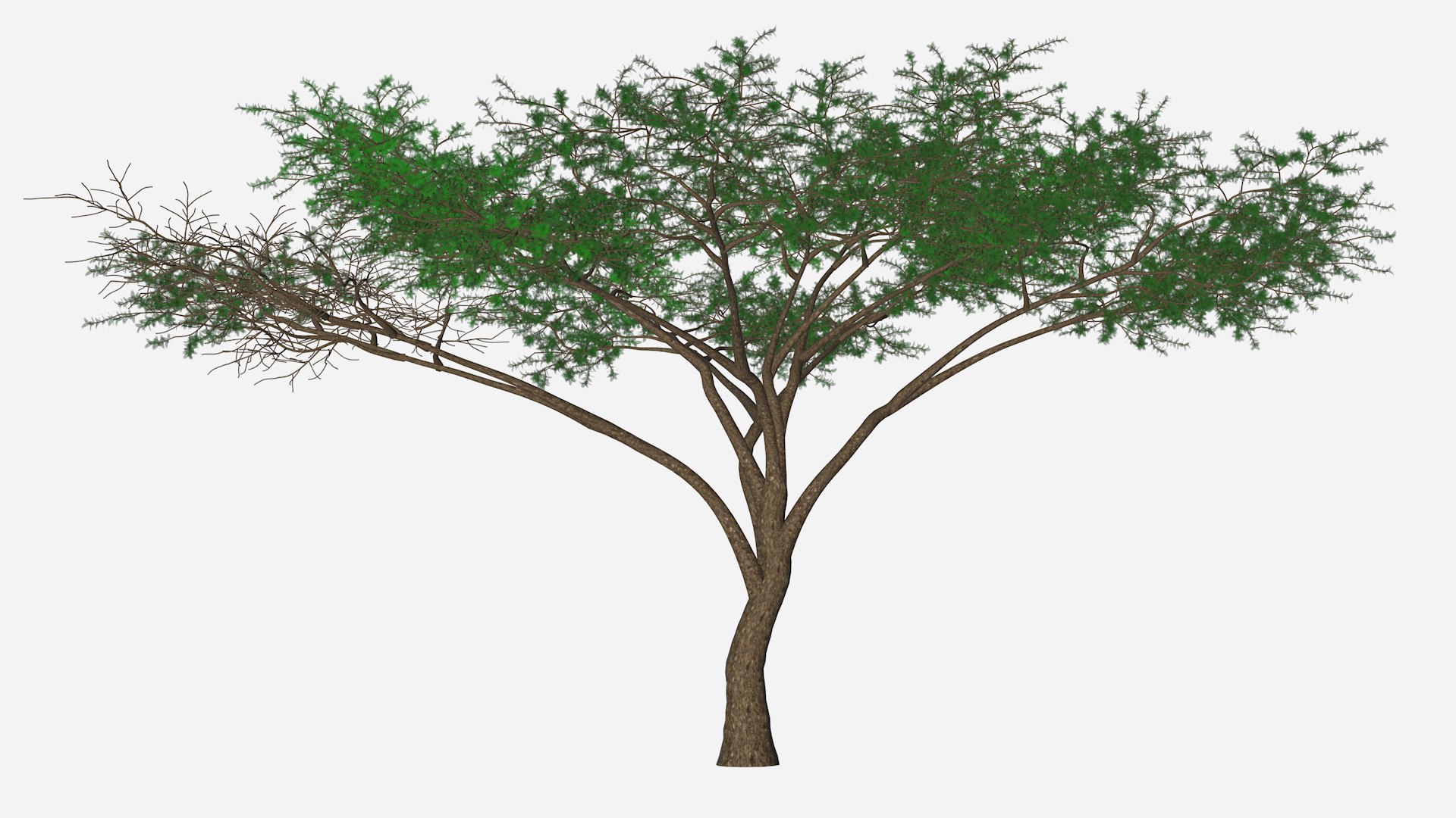 African Tree Africa 3D Model - TurboSquid 1674961