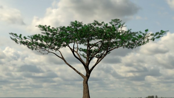 African tree africa 3D model - TurboSquid 1674961