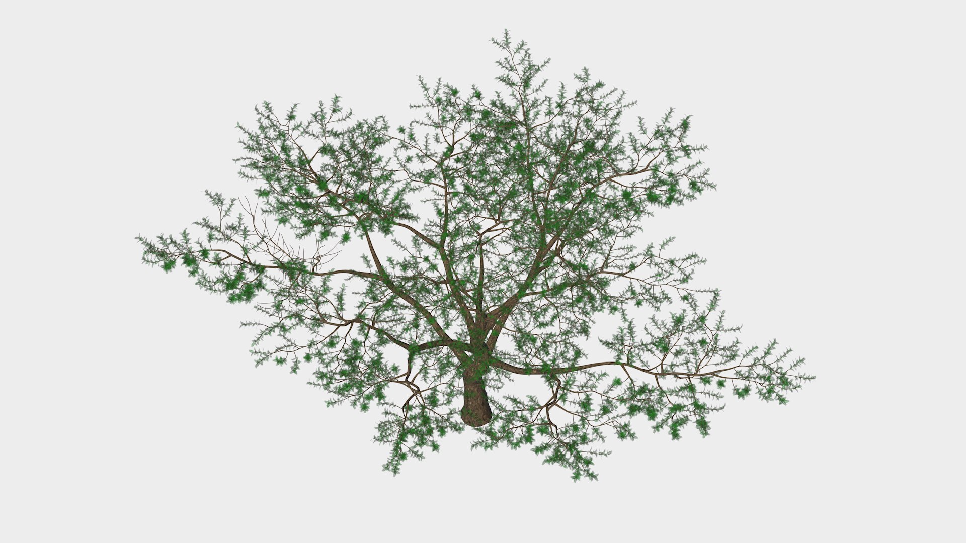 African Tree Africa 3D Model - TurboSquid 1674961