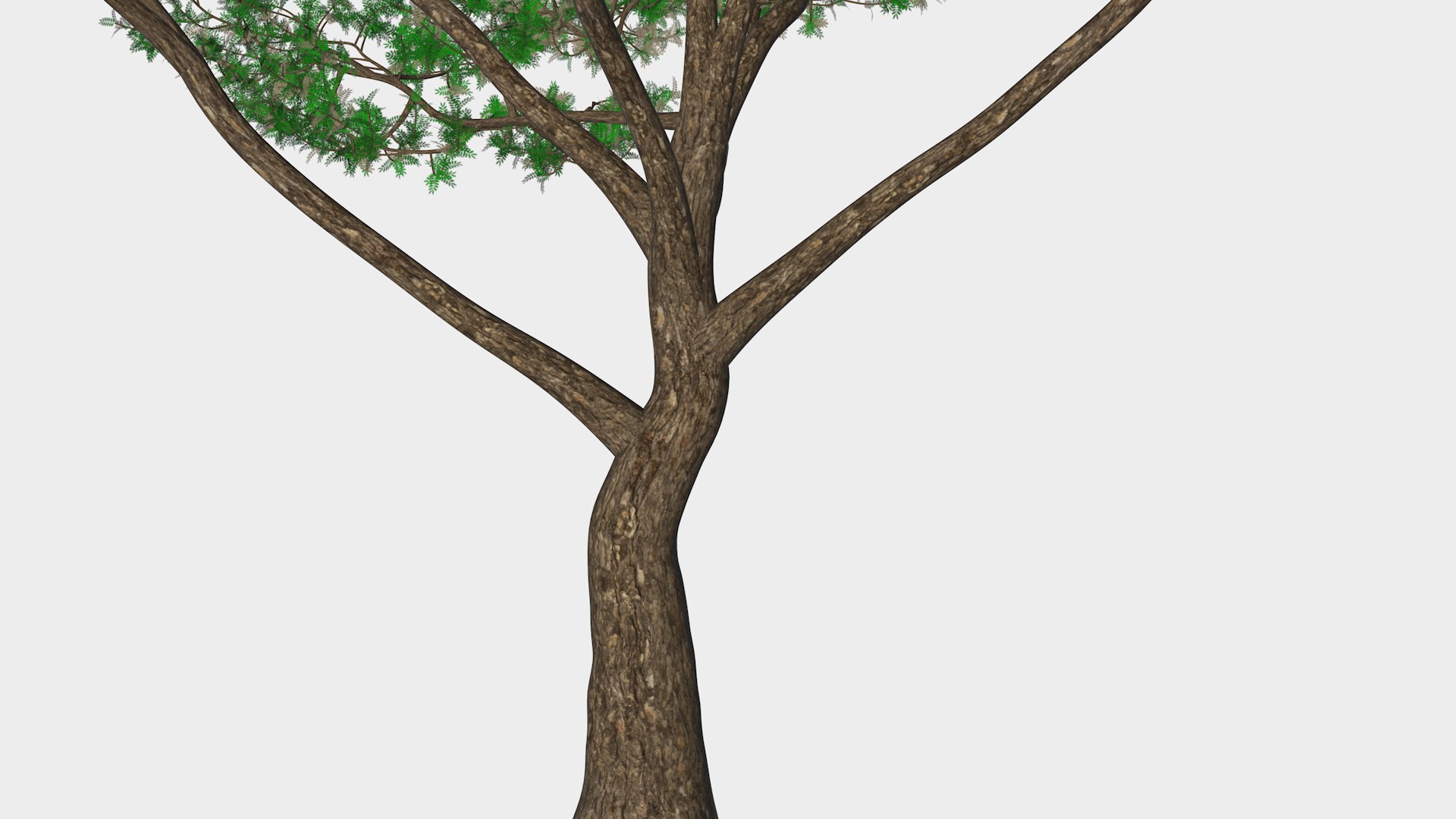African Tree Africa 3D Model - TurboSquid 1674961