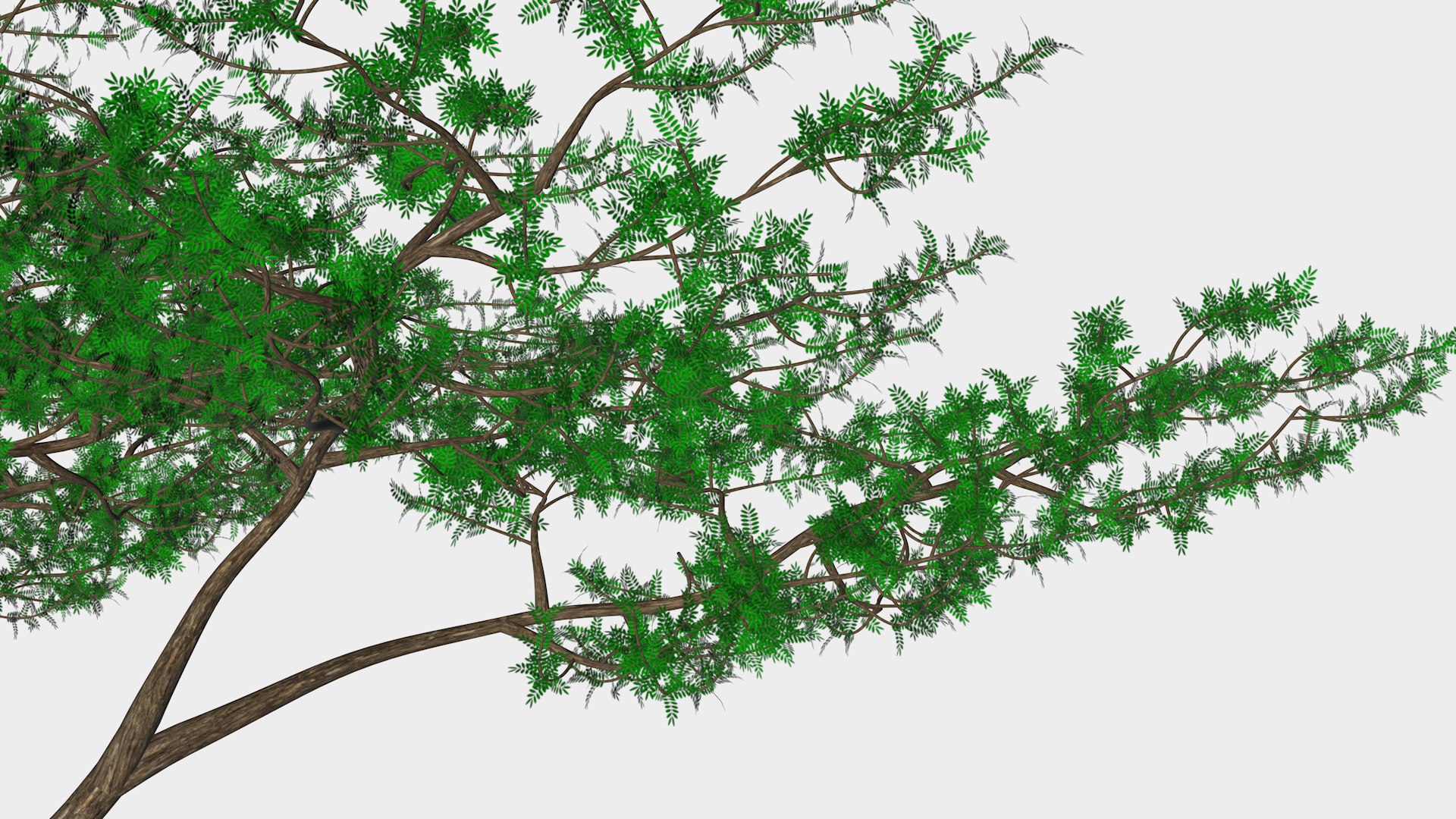 African Tree Africa 3D Model - TurboSquid 1674961