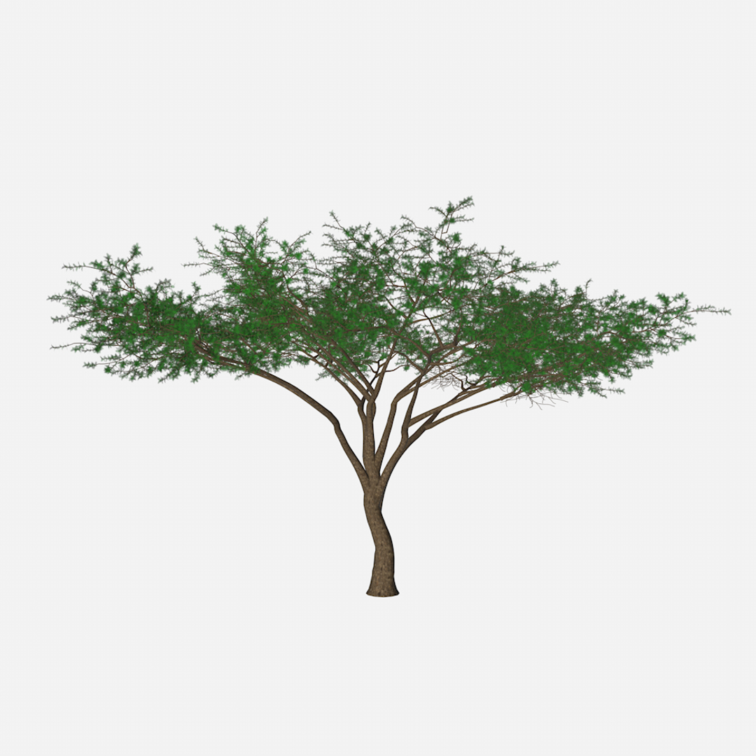 African Tree Africa 3D Model - TurboSquid 1674961