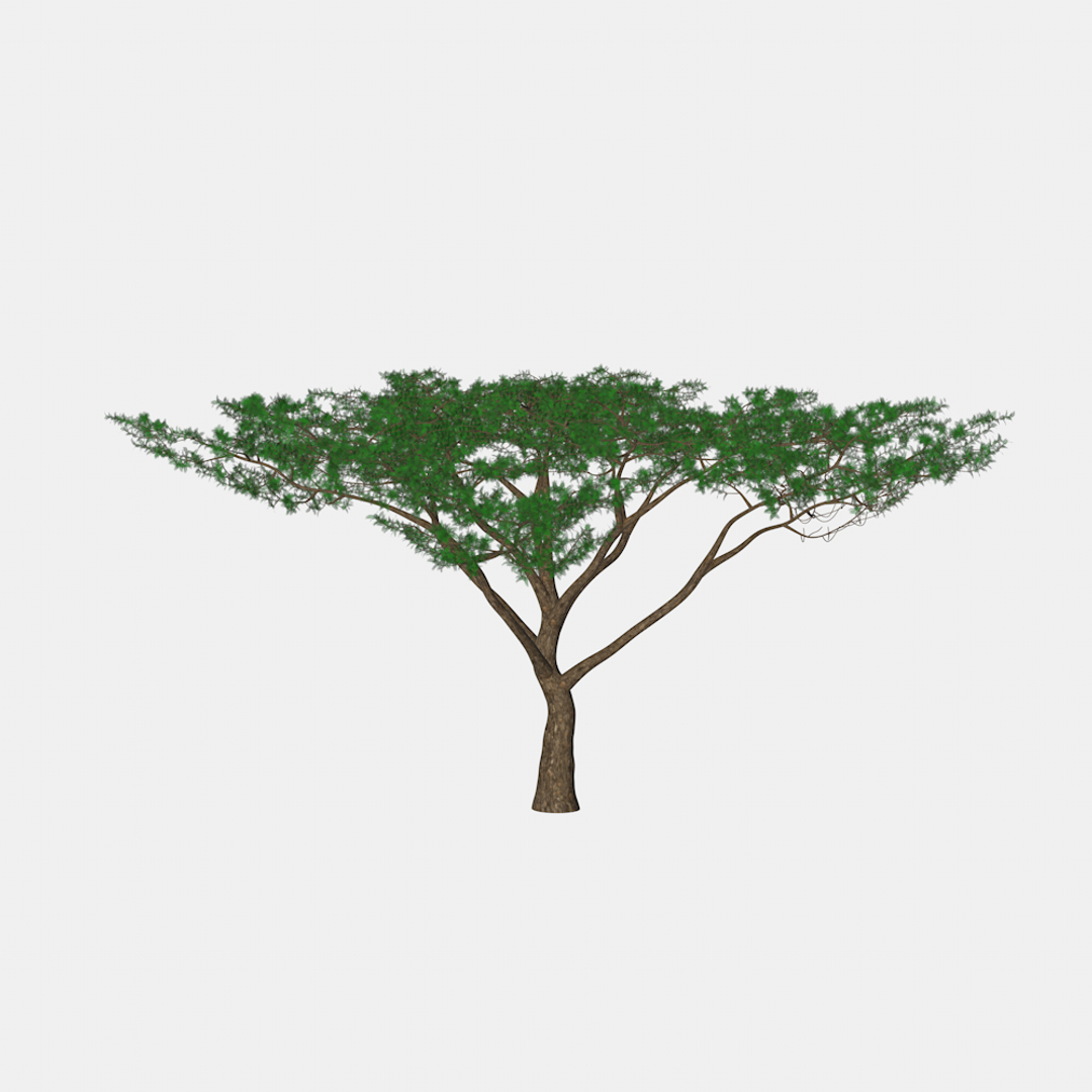 African Tree Africa 3D Model - TurboSquid 1674961