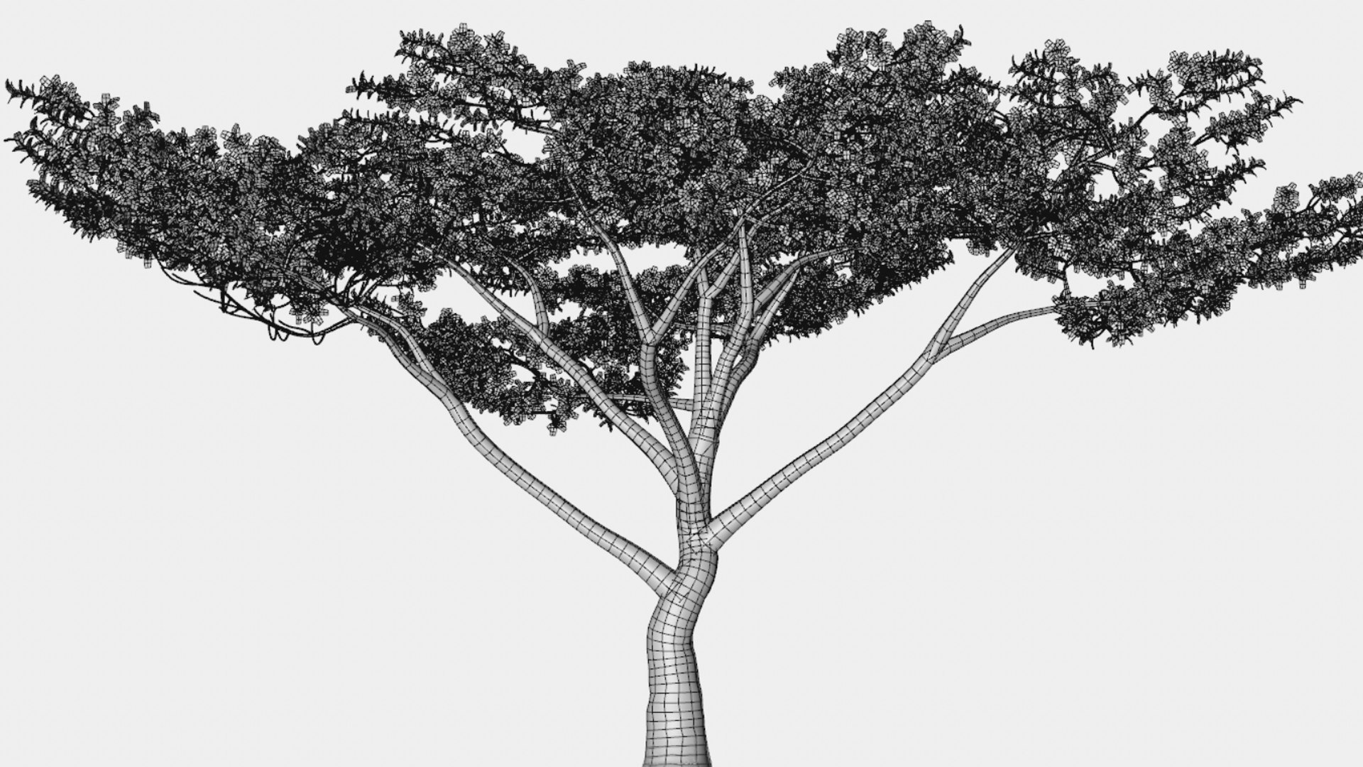 African Tree Africa 3D Model - TurboSquid 1674961