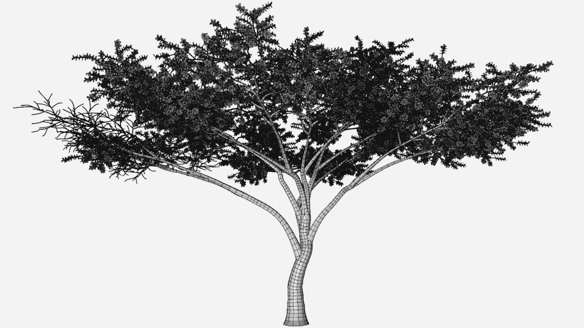 African Tree Africa 3D Model - TurboSquid 1674961