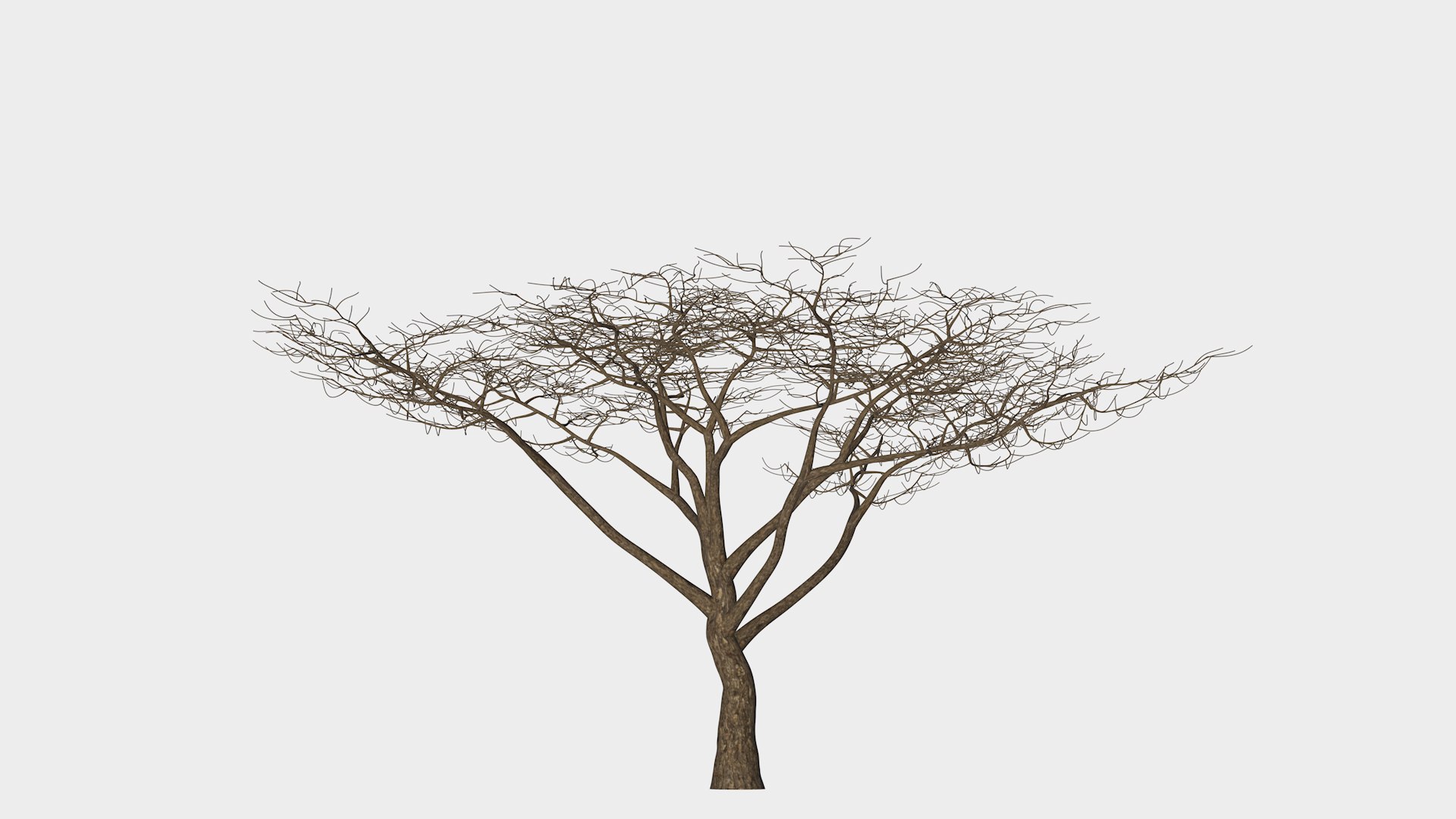 African Tree Africa 3D Model - TurboSquid 1674961