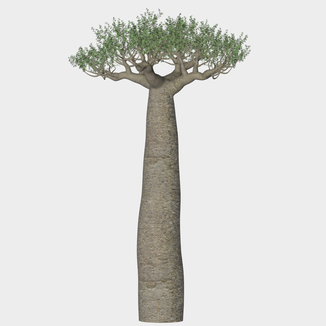 African Tree Africa 3D Model - TurboSquid 1674961