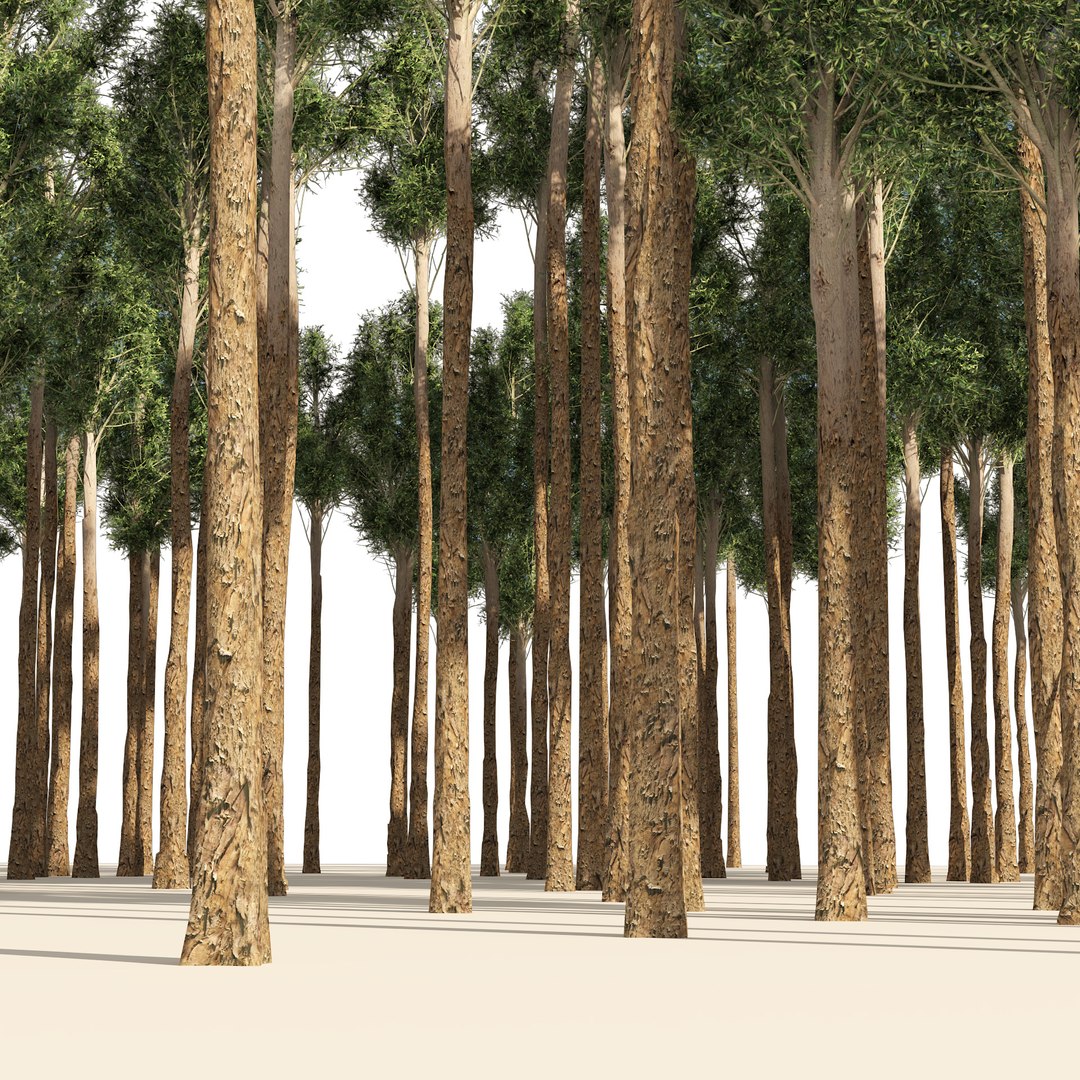 3D Flooded Gum Forest Tree - TurboSquid 2004621