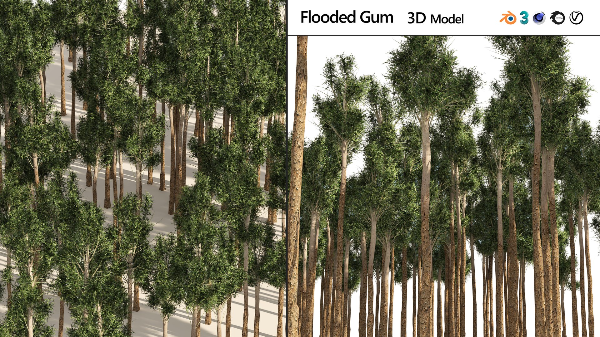 3D Flooded Gum Forest Tree - TurboSquid 2004621