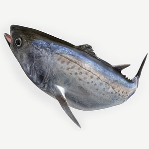 Tuna 3D Models for Download | TurboSquid