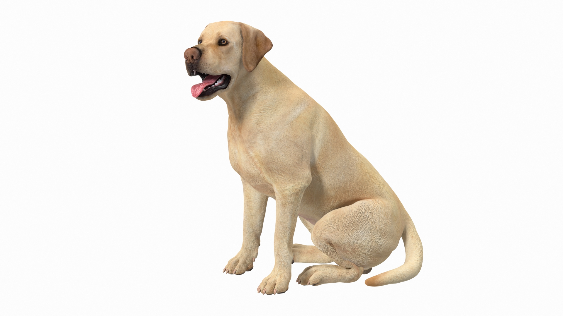 3D Labrador Dog White Sitting - TurboSquid 1824297