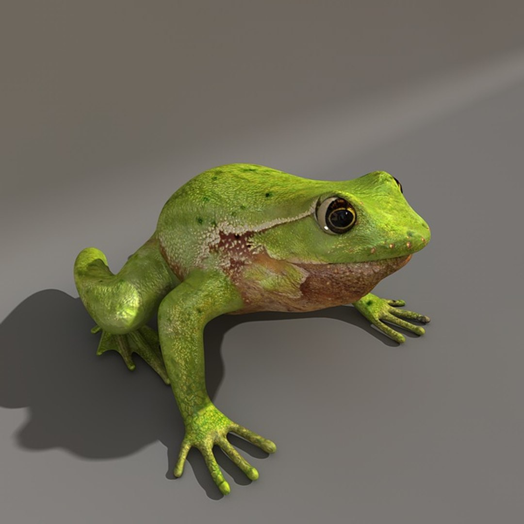3d Model Green Tree-frog