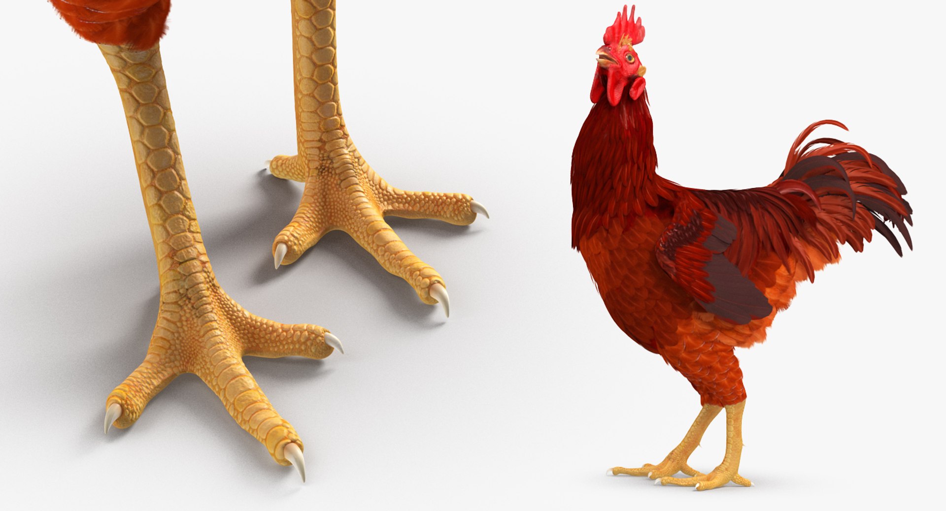 3d brown hen standing model