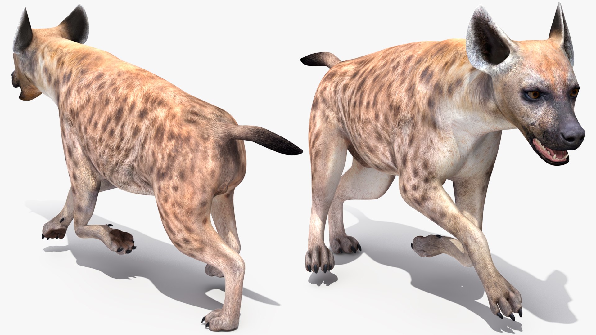 Running Pose Hyena 3D Model - TurboSquid 1712834