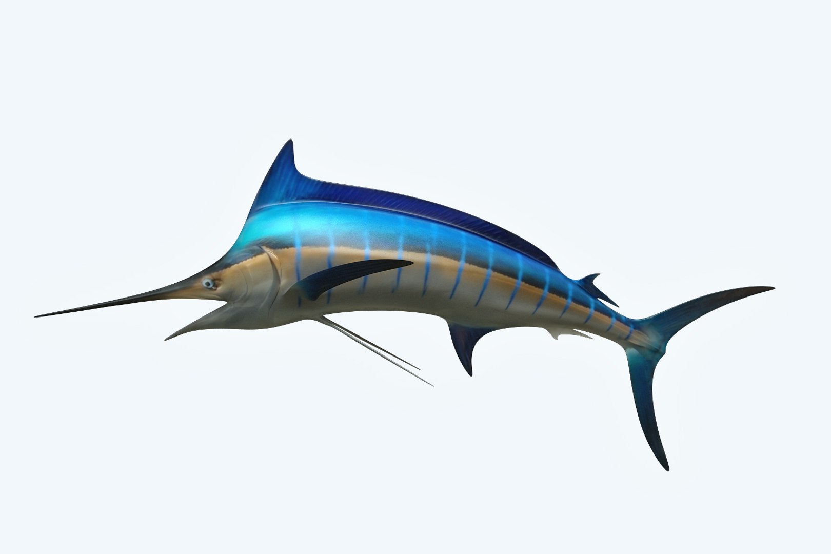 3D Marlin Animal Model - TurboSquid 1199456