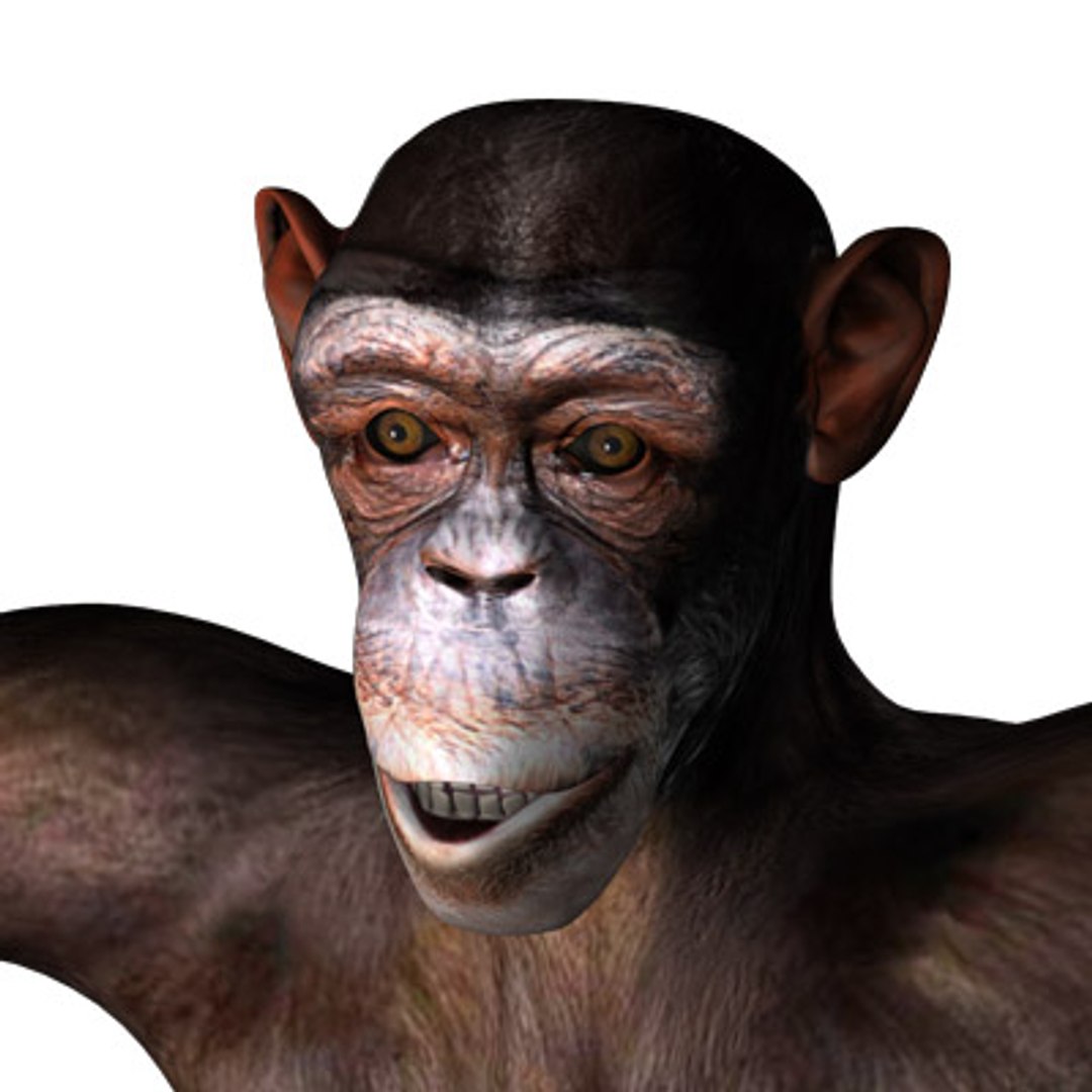 Chimp Primate 3d Model